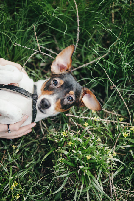 Our company — Paw Prosper