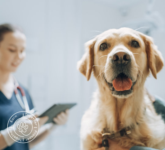 OPH Vet Summit — Paw Prosper