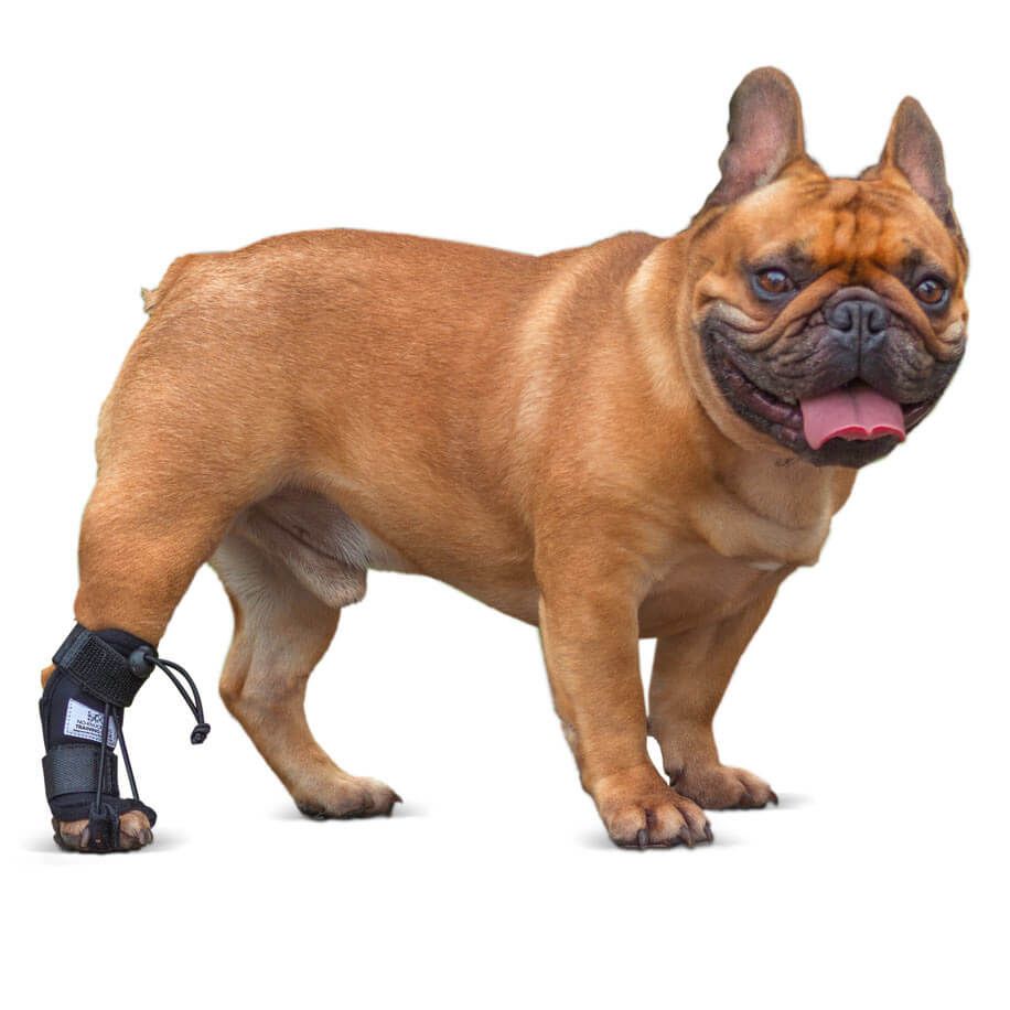 Rear No-Knuckling Training Sock — Paw Prosper