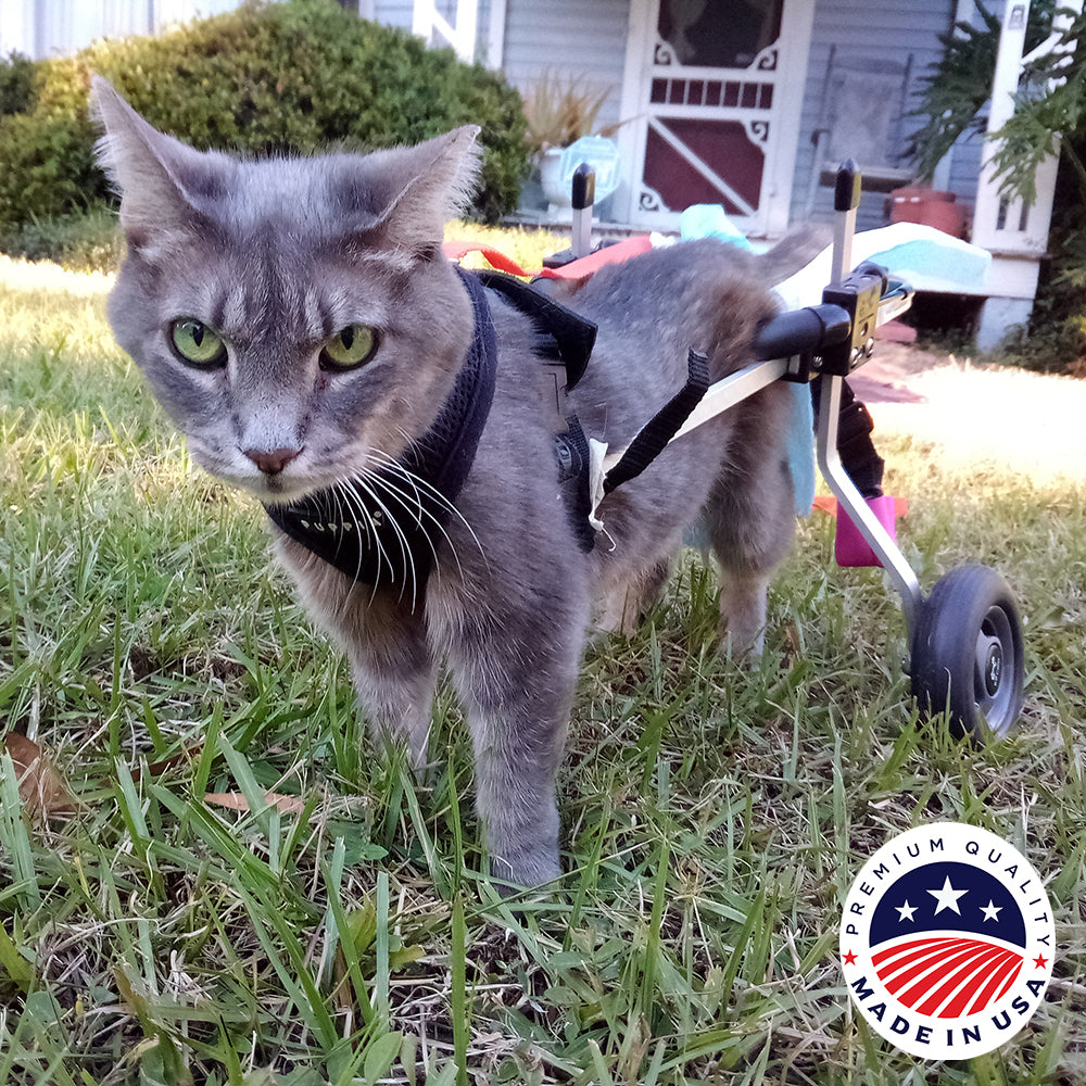 Cat Wheelchair — Paw Prosper