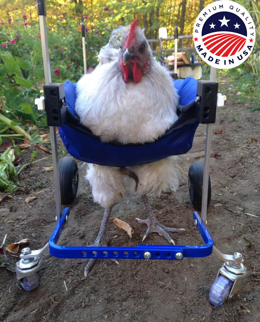 Avian Wheelchair — Paw Prosper